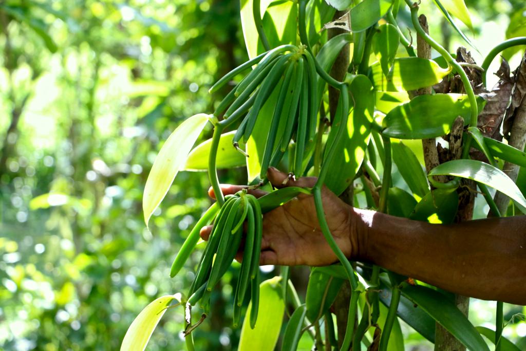 Vanille de Madagascar : Excellence Bourbon, de l'arôme à l'État Pur ...